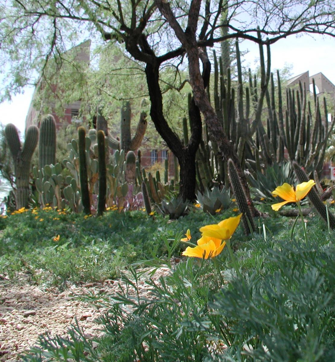 Arboretum History Tour | UA Campus Arboretum